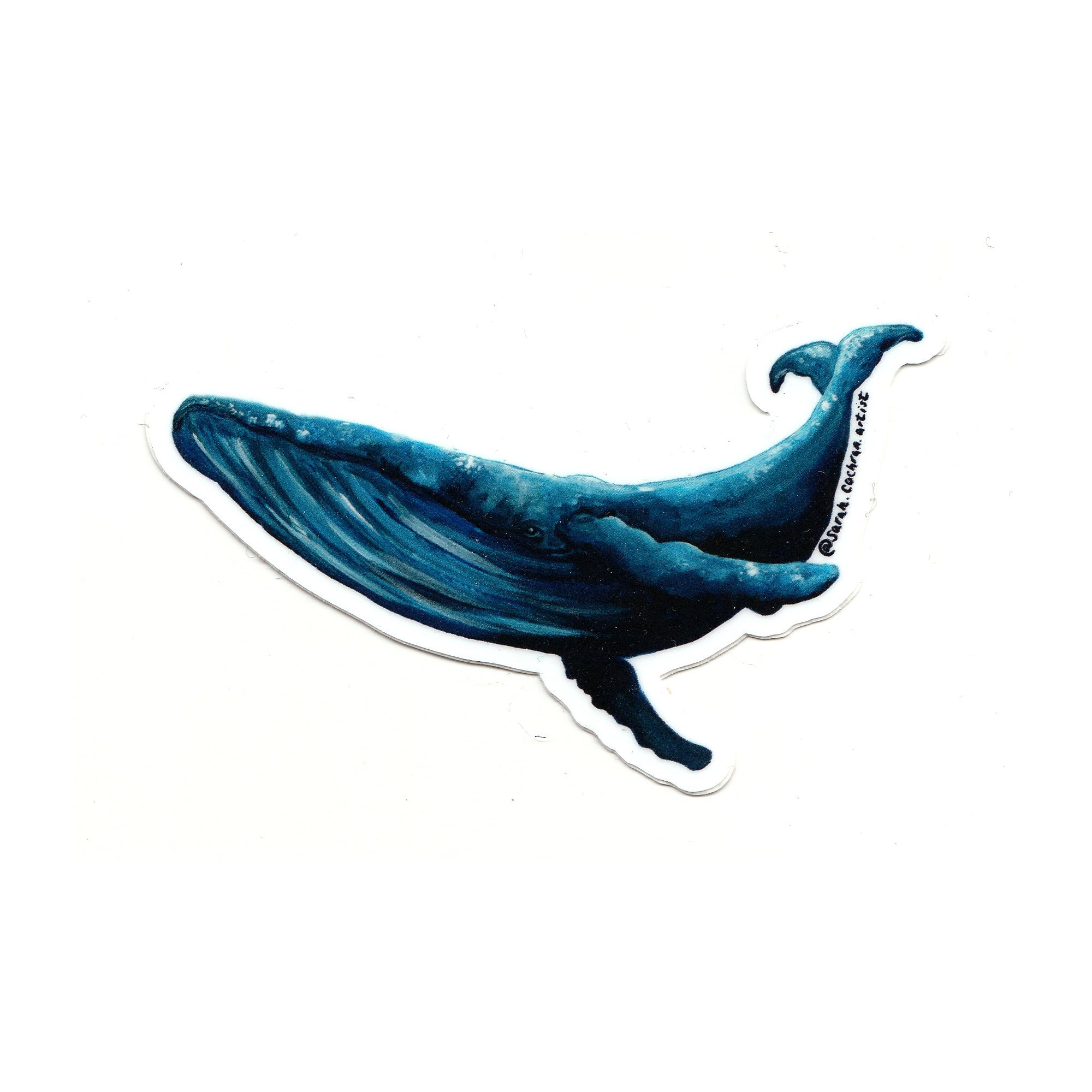 Humpback Whale Sticker | Alaskan Designed