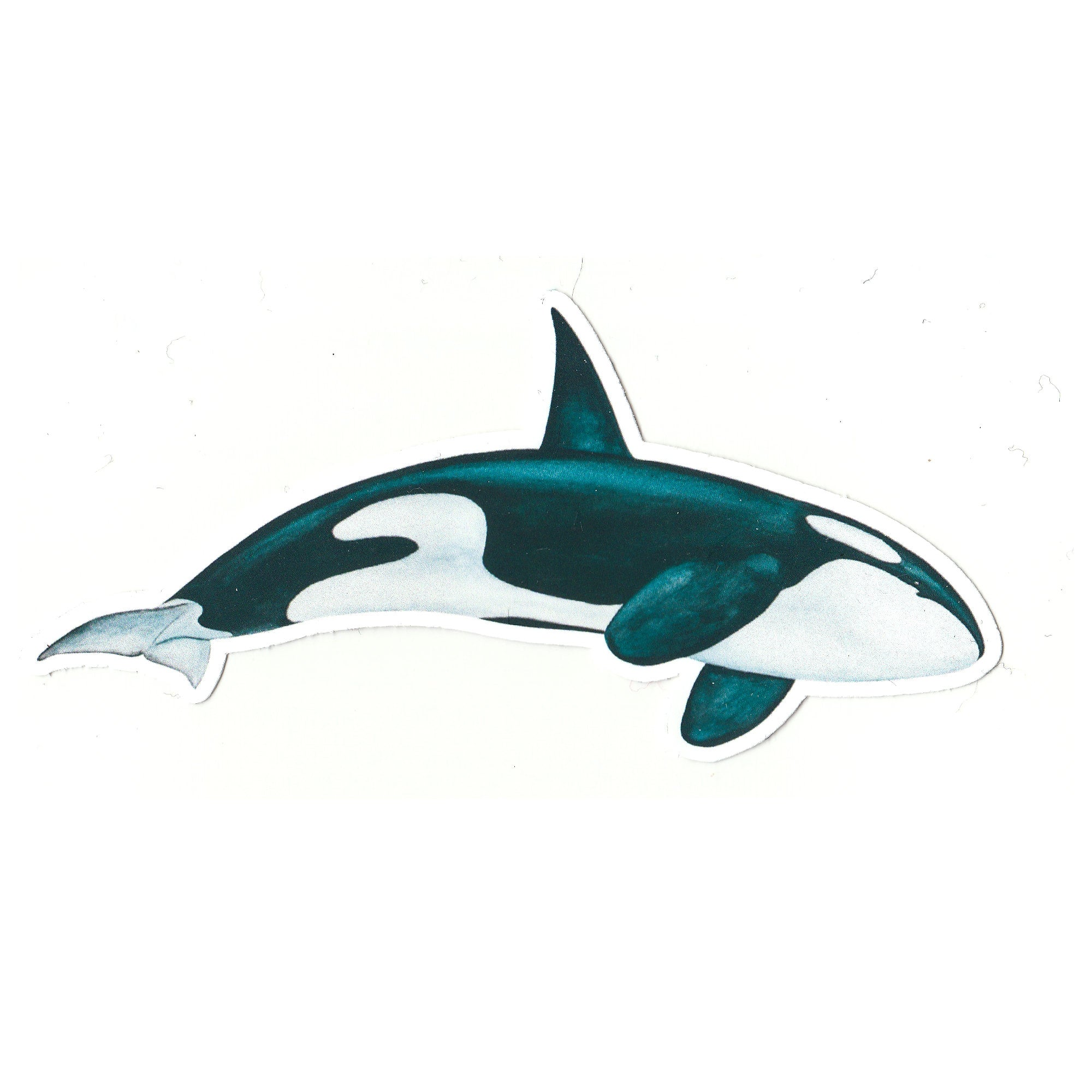 Orca Whale Sticker | alaskandesigned